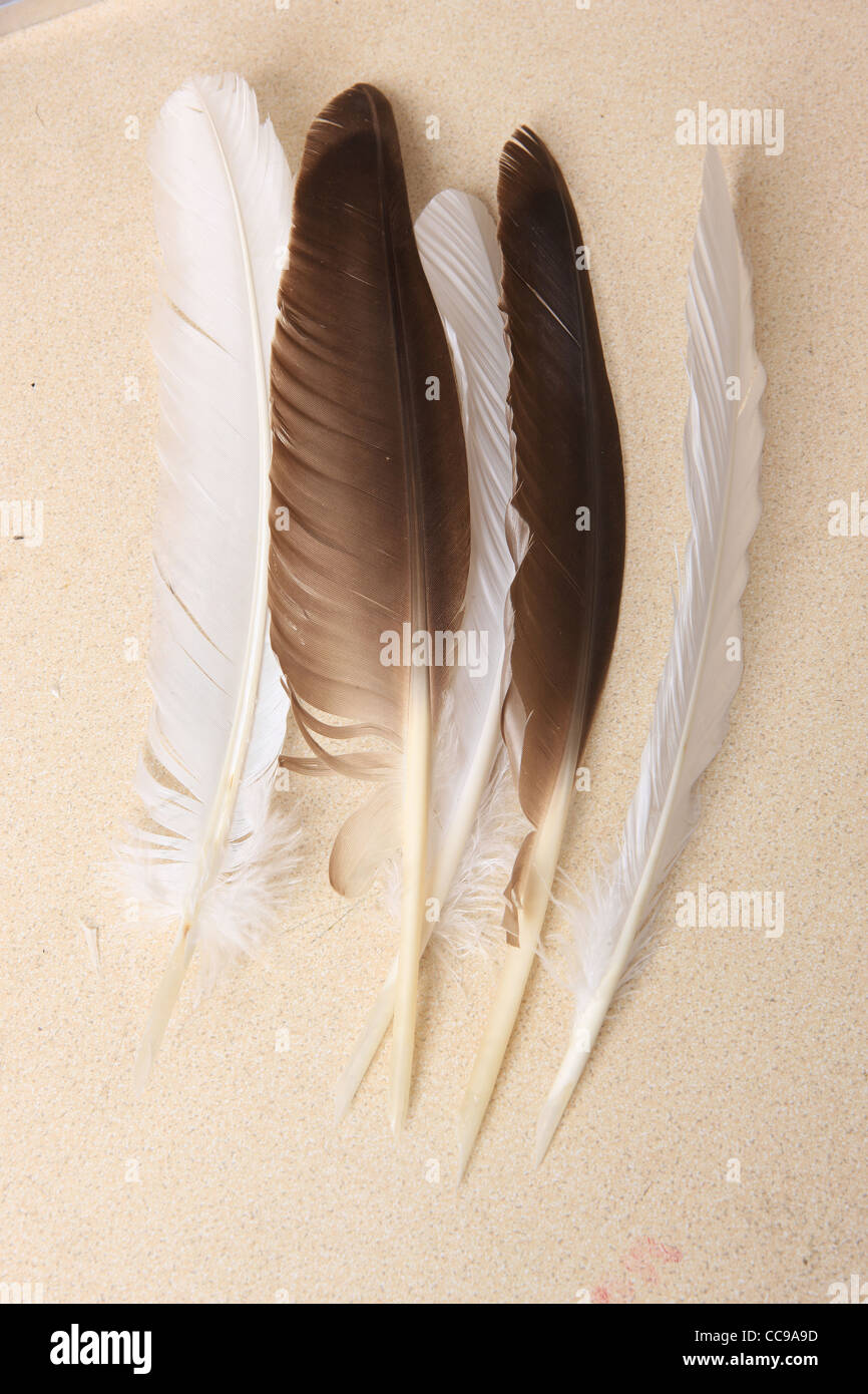 Goose Quill High Resolution Stock Photography and Images - Alamy
