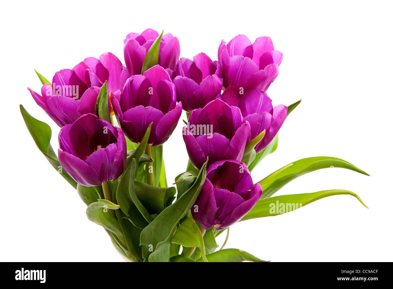Bouquet of purple Dutch tulips in closeup over white background Stock ...
