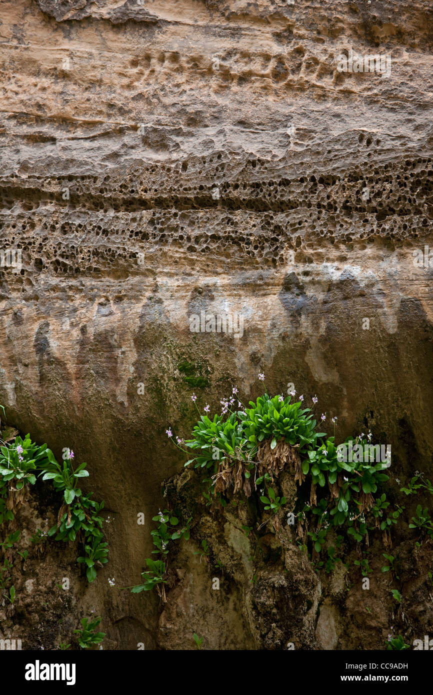 Zion na hi-res stock photography and images - Alamy