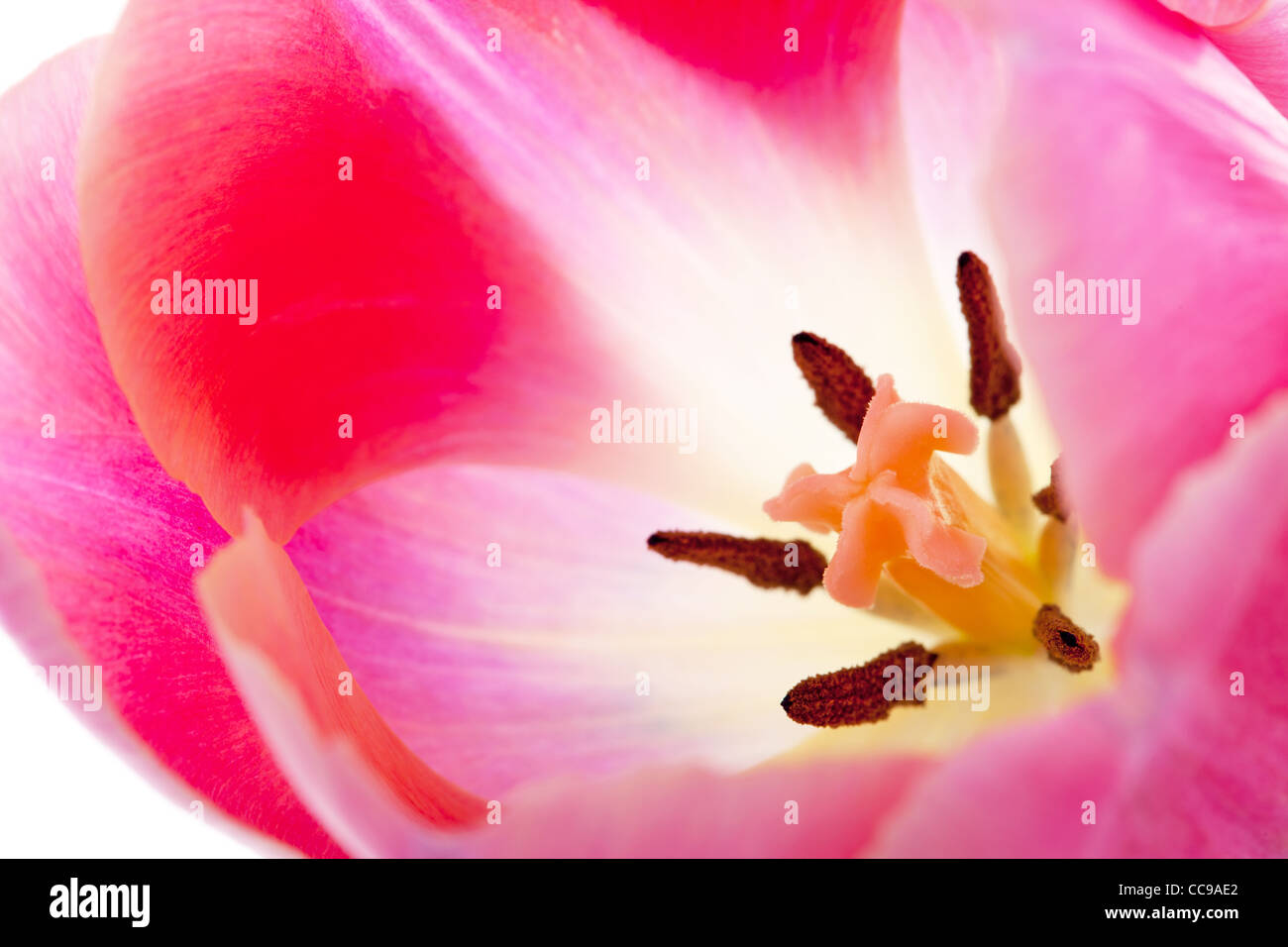 Tulip stamen pistil macro hi-res stock photography and images - Alamy