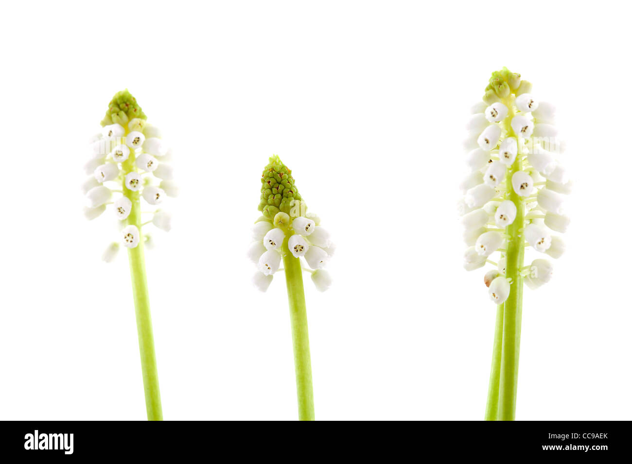 Three isolated White magic flower of Muscari botryoides in closeup ...