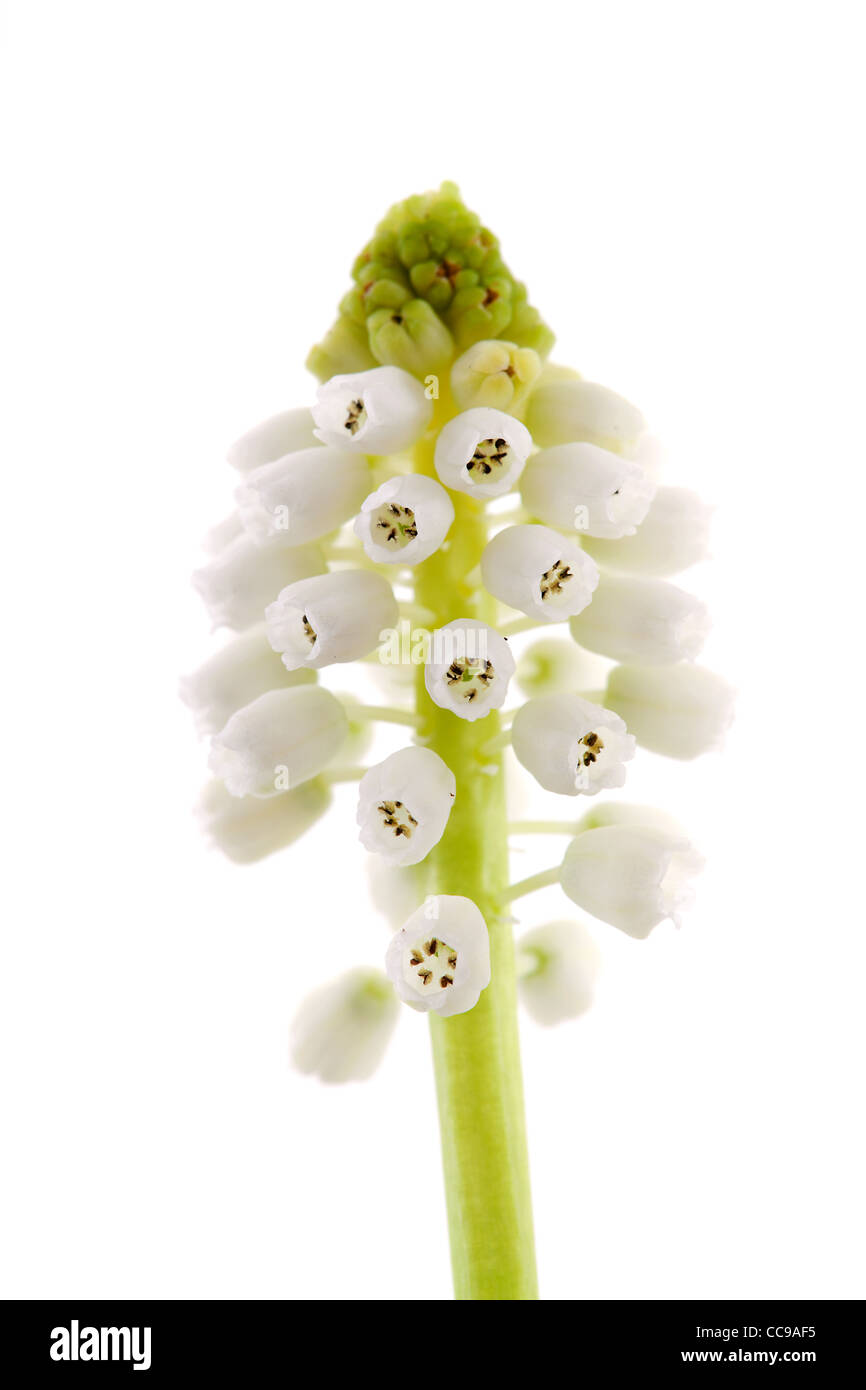 isolated White magic flower of Muscari botryoides in closeup Stock ...