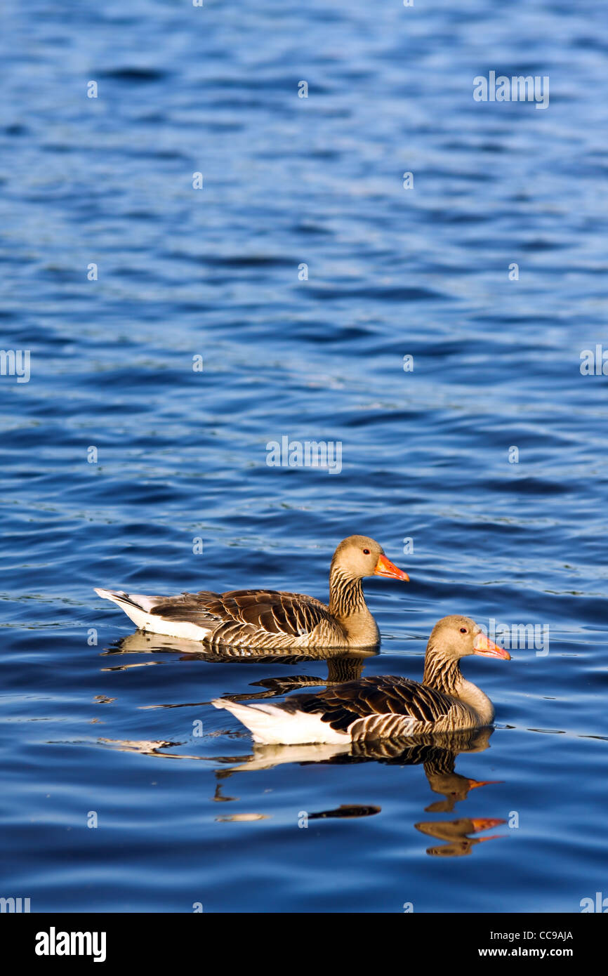 Ducks swim in spring lake hi-res stock photography and images - Alamy