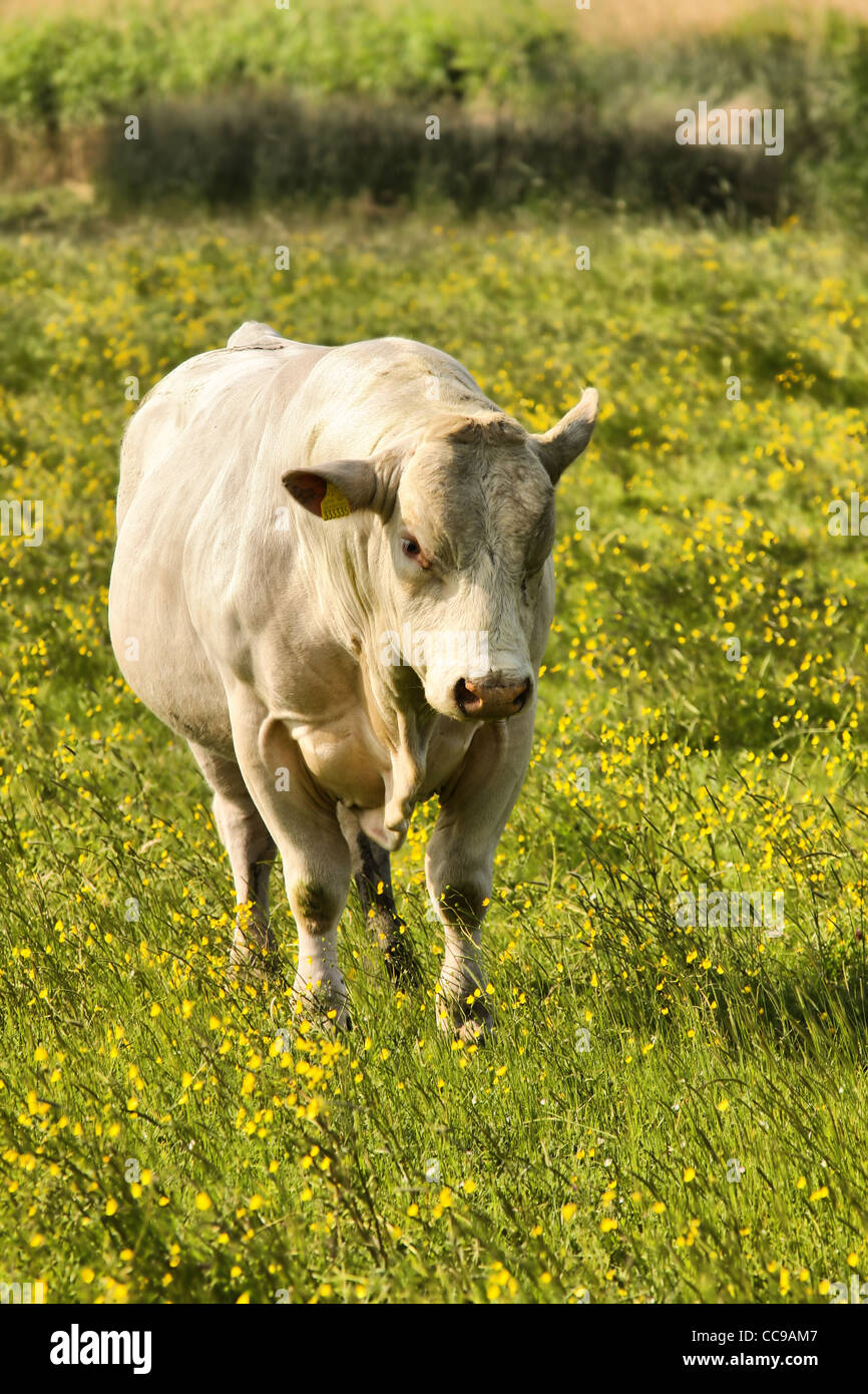 View of a cow on the field Stock Photo - Alamy