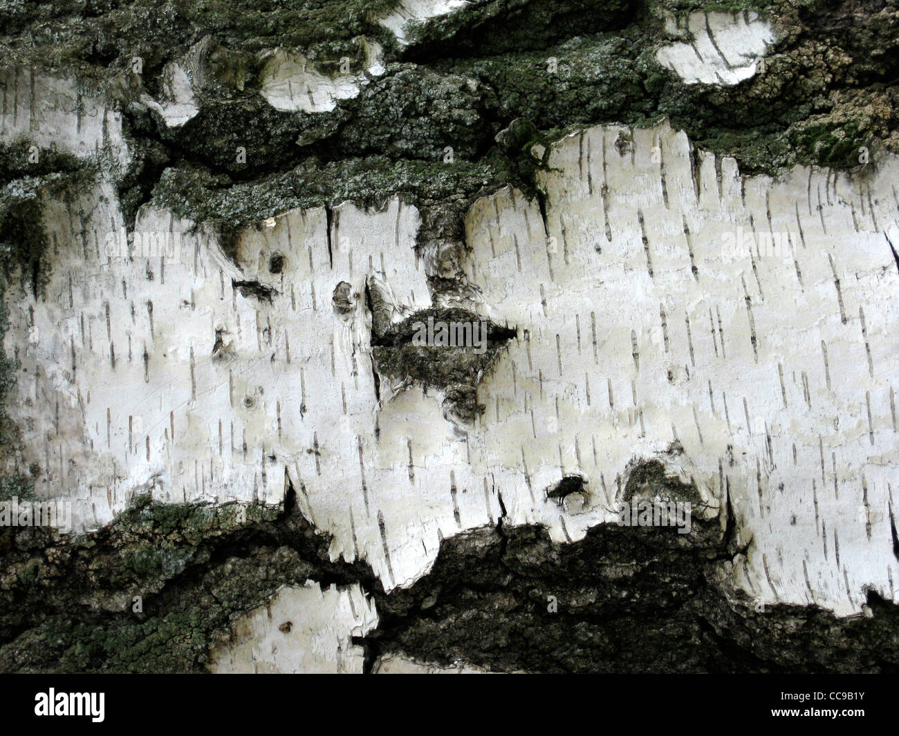 A close up of tree bark Stock Photo - Alamy