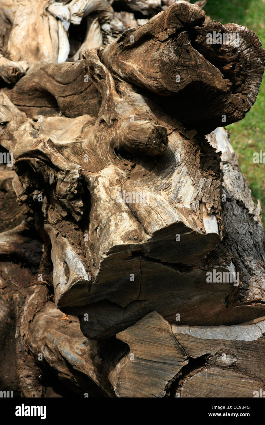 Tree like structure hi-res stock photography and images - Alamy