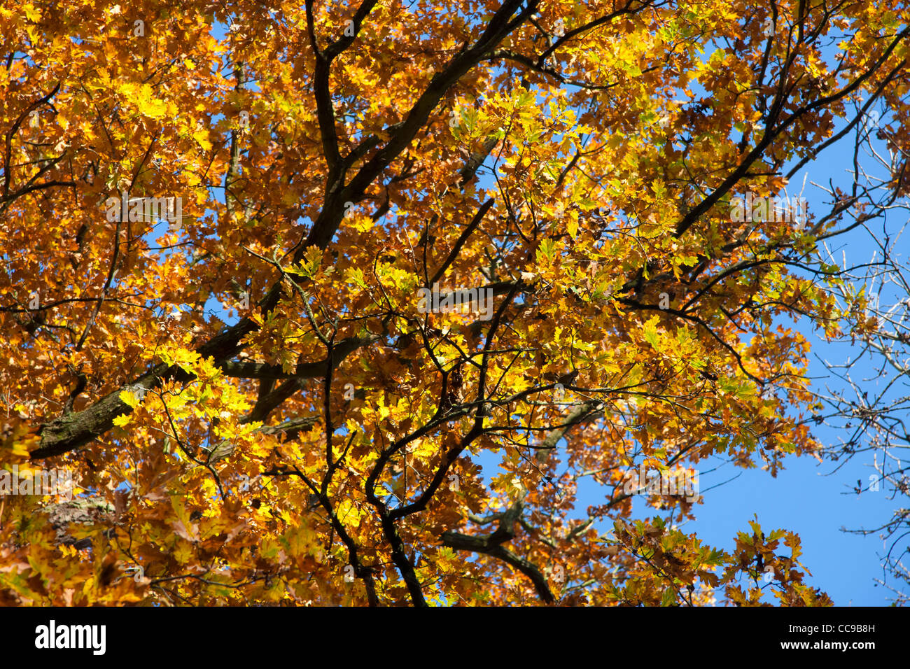 Yellow leaves on a tree in autumn Stock Photo - Alamy