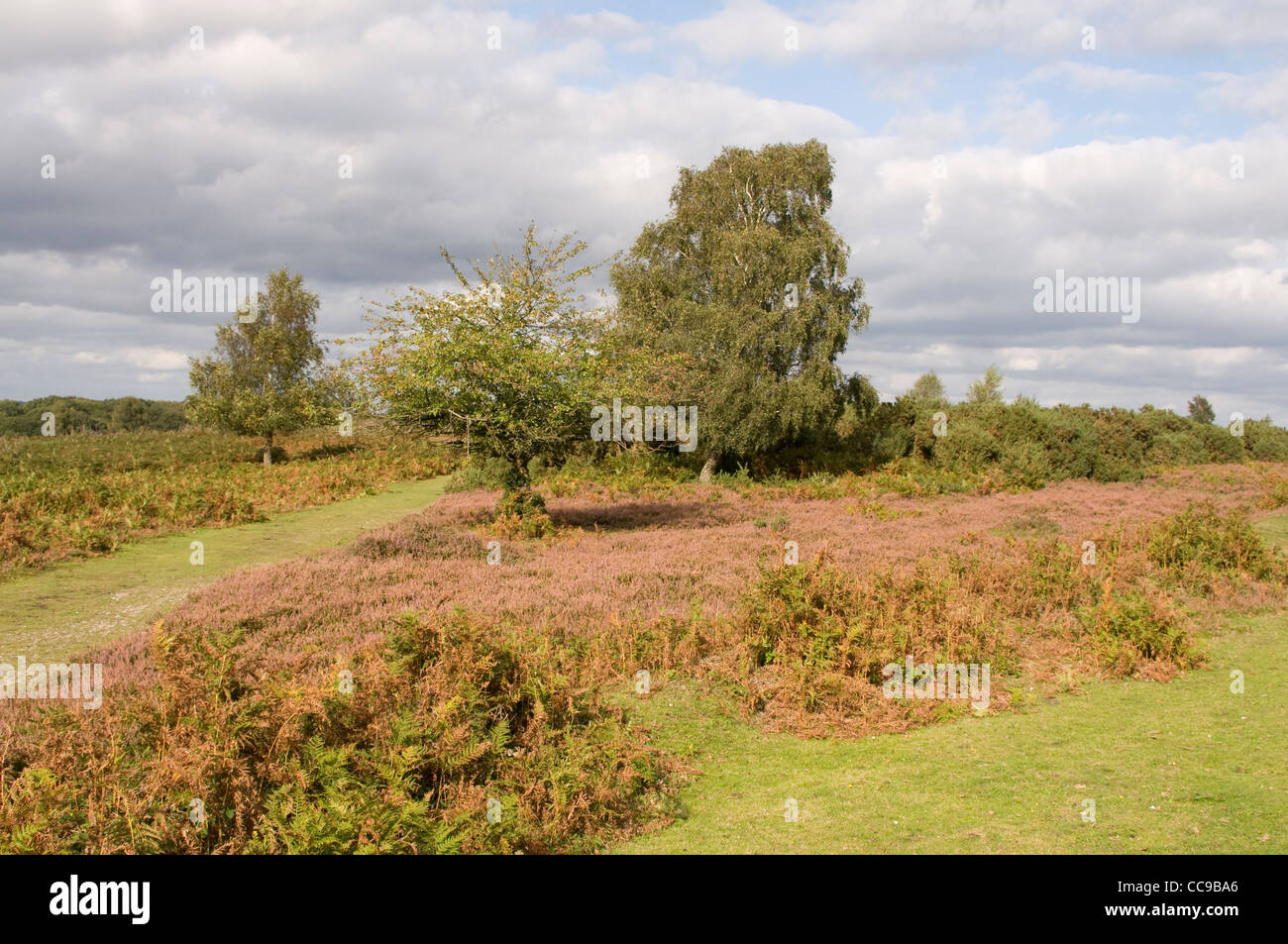 Bracken in the New Forest National Park, Britain Stock Photo - Alamy