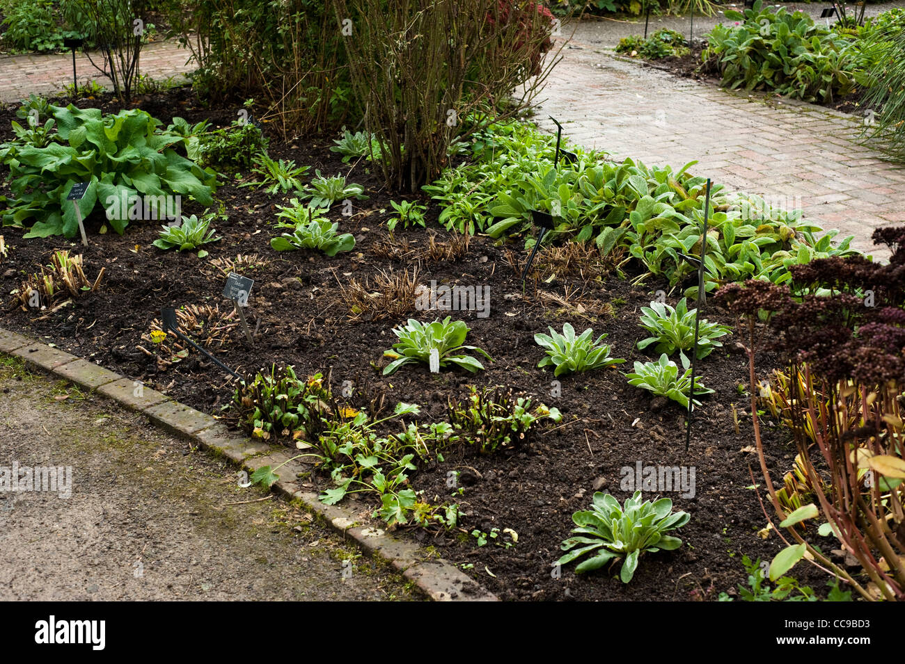 Lychnis coronaria ‘Oculata’, Rose Campion, plants newly planted out in ...