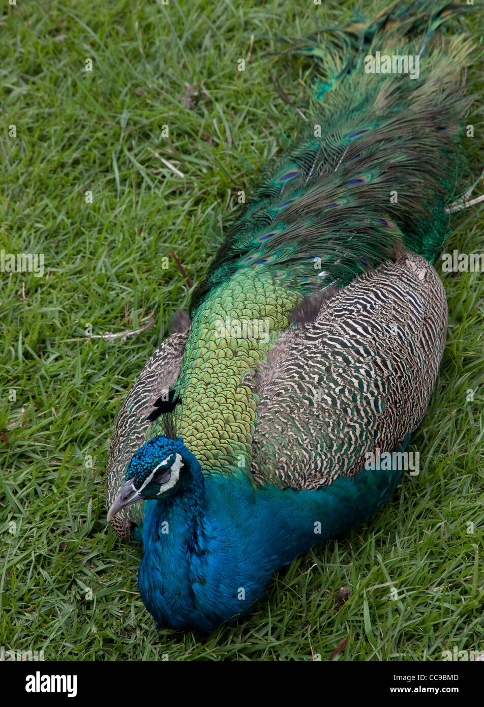 Beautiful peacocks at the Peacock Garden at Sun Moon Lake at Taichung ...
