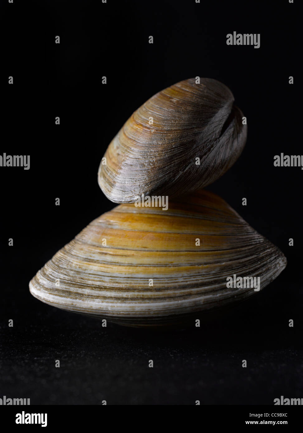 Clam shell images hi-res stock photography and images - Alamy