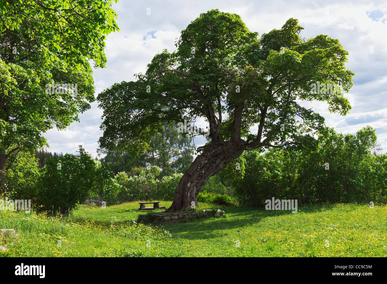 Tree in Old Garden, Källslätten, Dalarna, Sweden Stock Photo - Alamy
