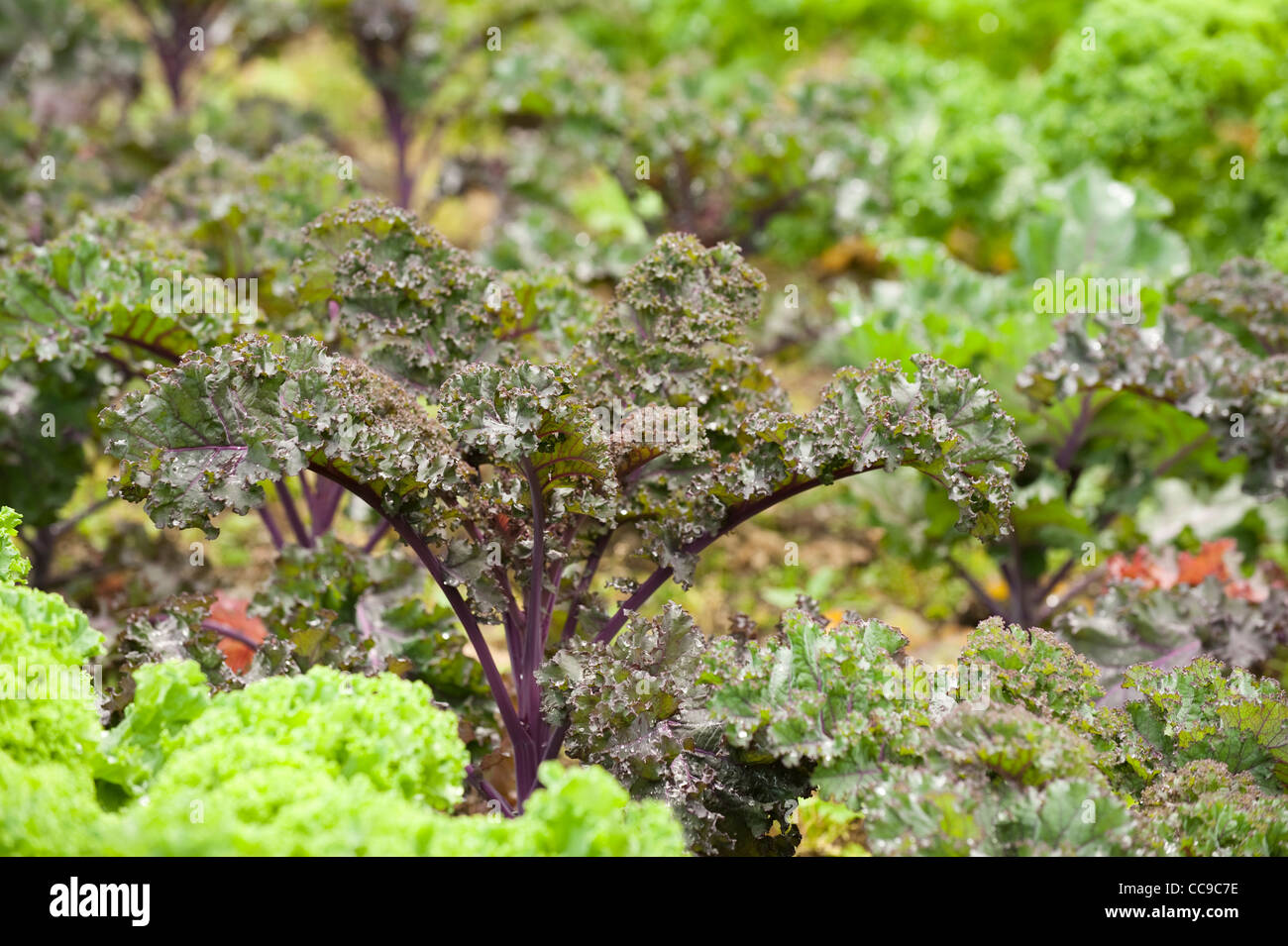 Scarlet kale hi-res stock photography and images - Alamy