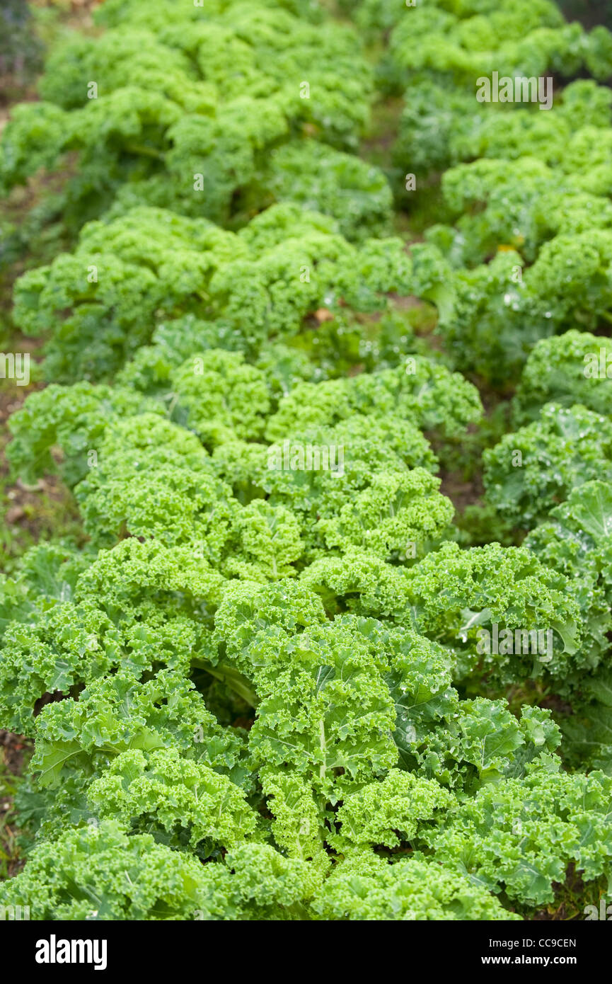 Brassica oleracea var acephala brassica hi-res stock photography and ...