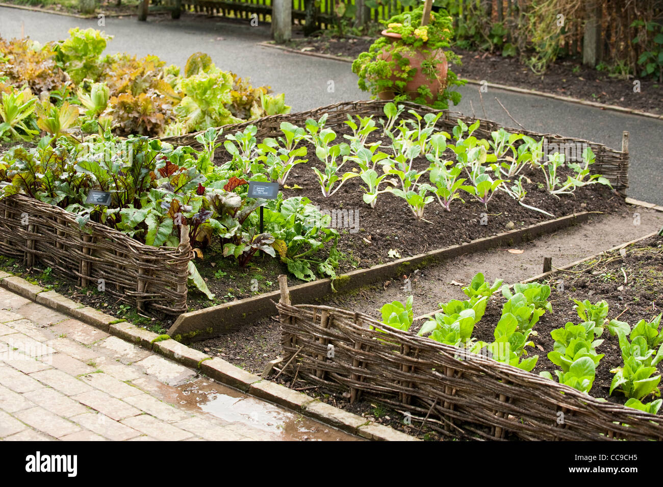Beetroot ‘Solo’ F1 Hybrid, Spinach ‘Tetona’ F1 Hybrid, Pak choi ‘Canton ...
