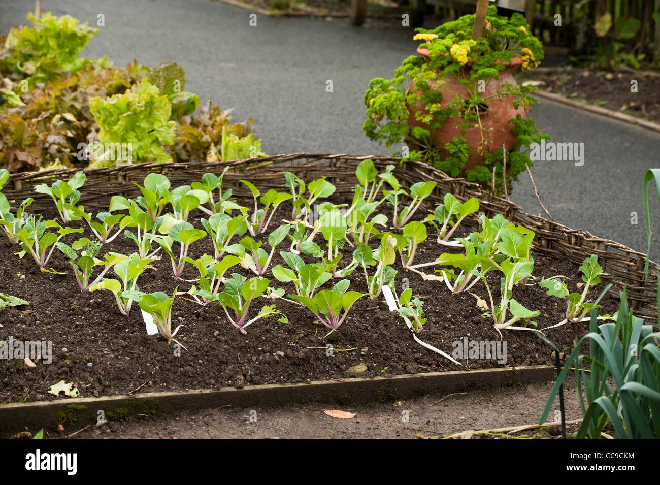 (Left) Pak choi ‘Canton Dwarf’ and (Right) Pak choi ‘Joy Choi ...