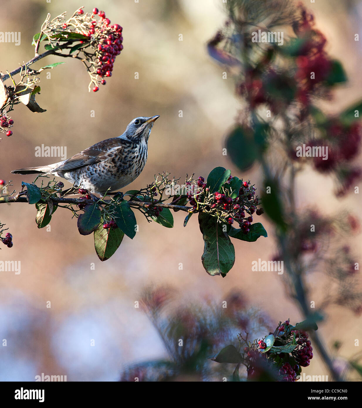 Fieldfare uk summer hi-res stock photography and images - Alamy