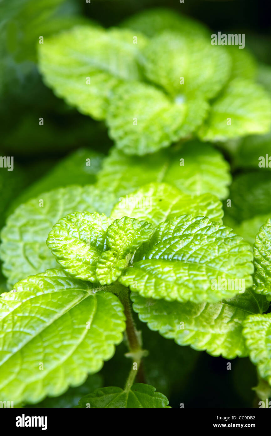 fresh green leaves Stock Photo - Alamy