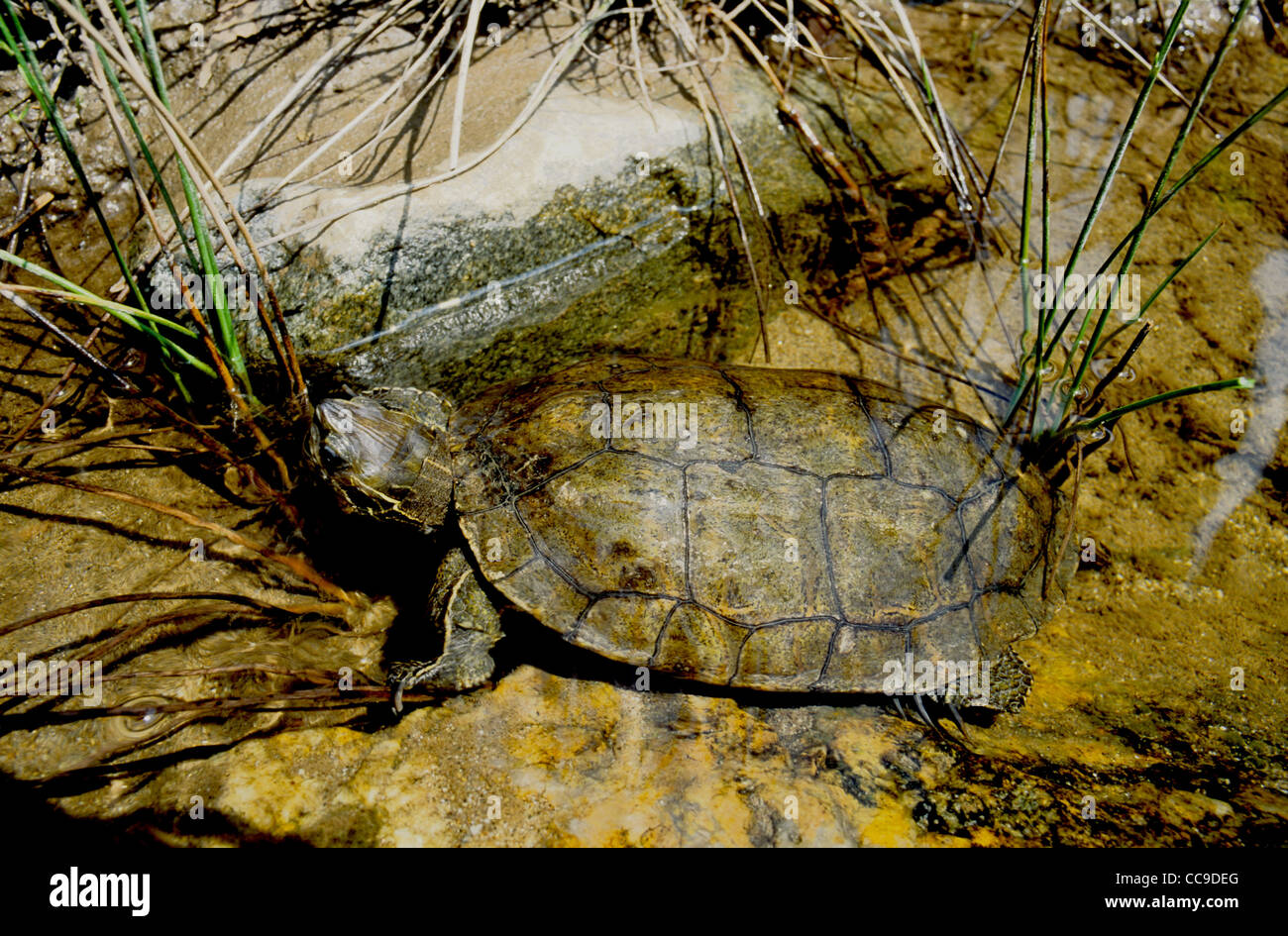 Stripe necked turtle hi-res stock photography and images - Alamy