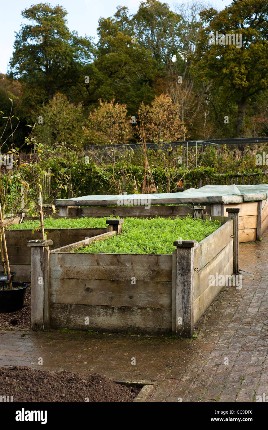 Tares hi-res stock photography and images - Alamy