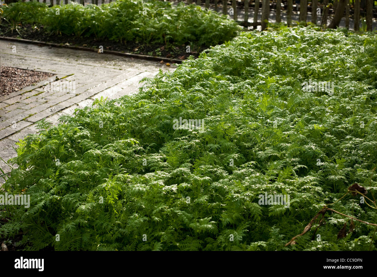 Scorpion weed hi-res stock photography and images - Alamy