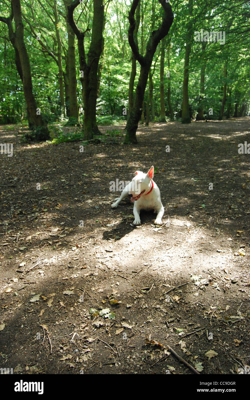 Thundersley High Resolution Stock Photography and Images - Alamy