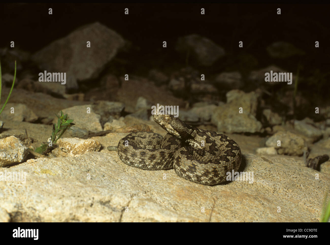 Viper greece hi-res stock photography and images - Alamy