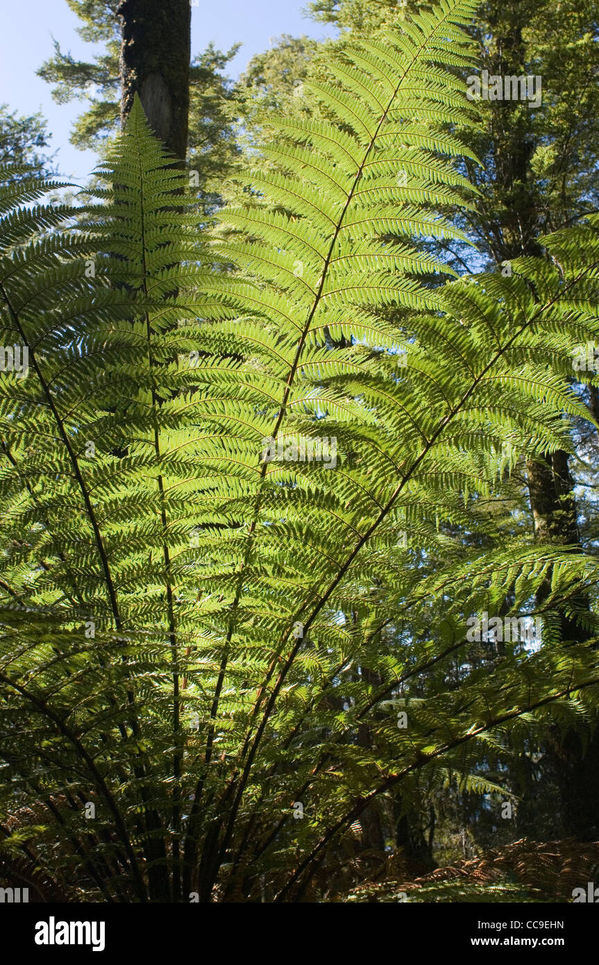 A brilliantly green giant fern in the woods near Te Anau, in the South ...