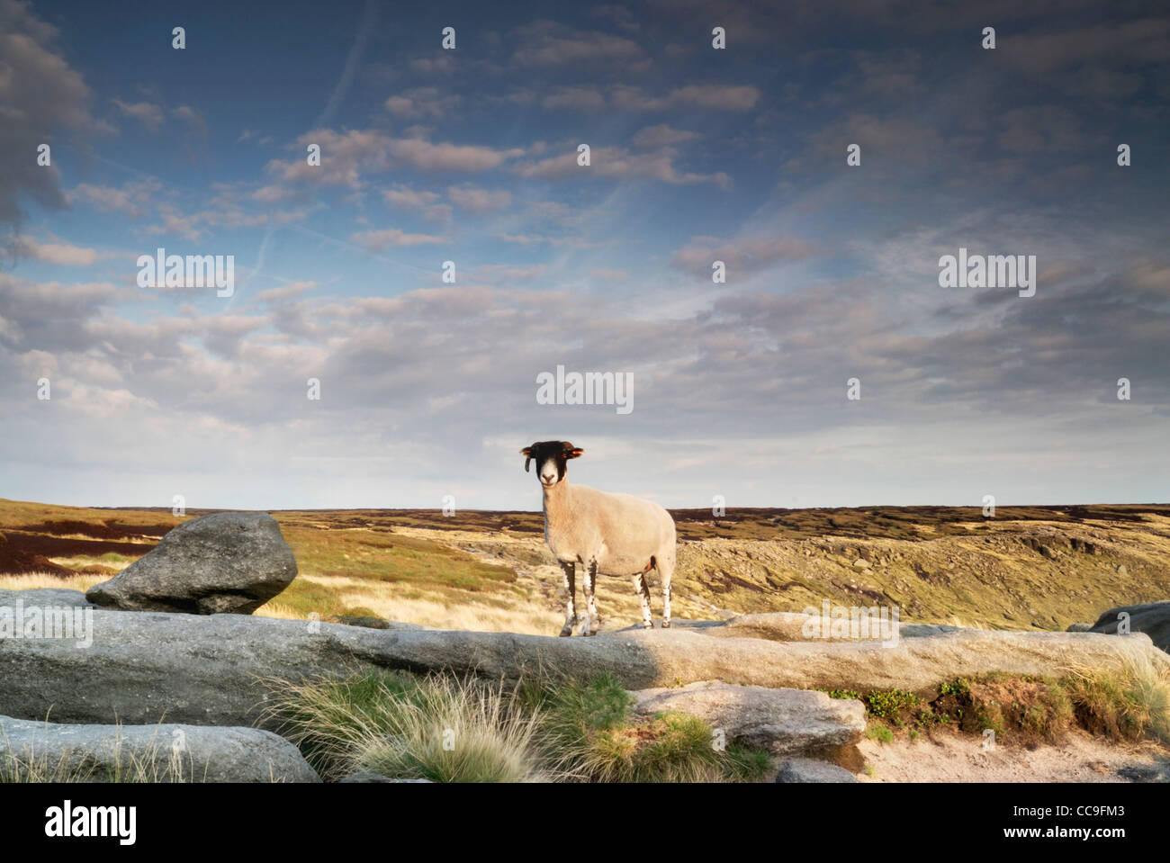 Lone sheep on a walking trail atop Kinder Plateau, Sheep, Peak district ...