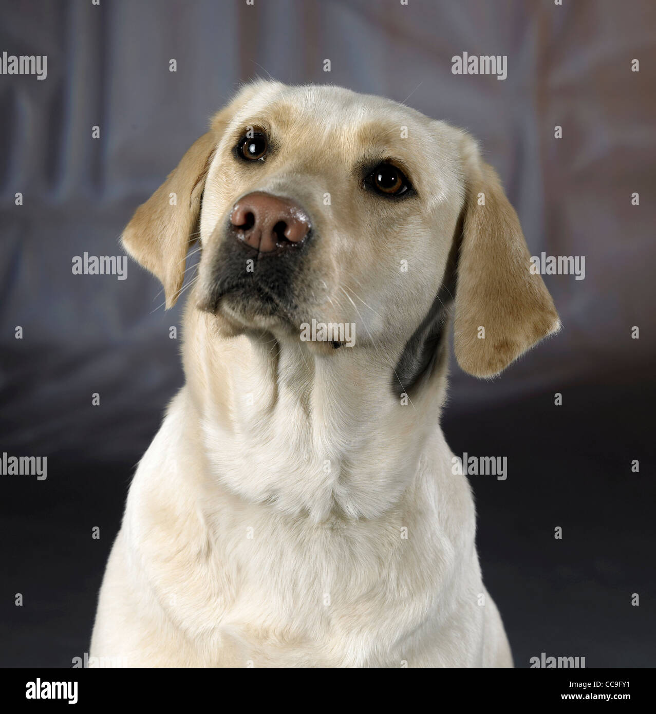 studio portrait of a light colored dog in abstract back Stock Photo - Alamy