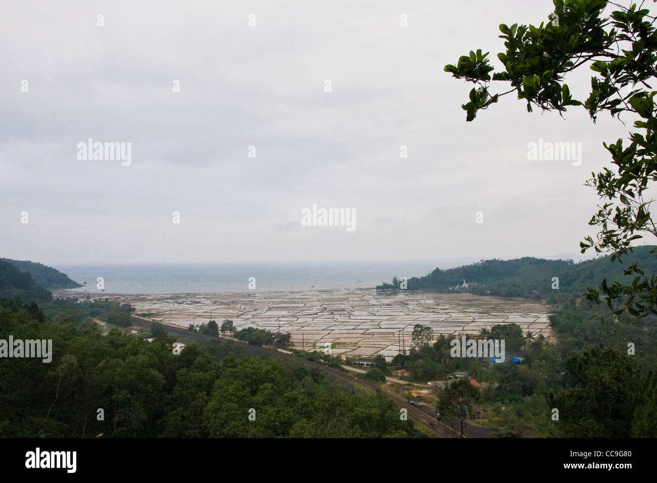 Rice field, Da Nang, Vietnam Stock Photo - Alamy