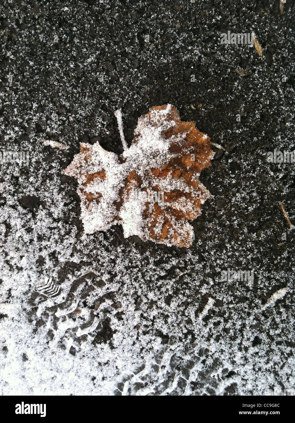 Snow on maple leaf hi-res stock photography and images - Alamy