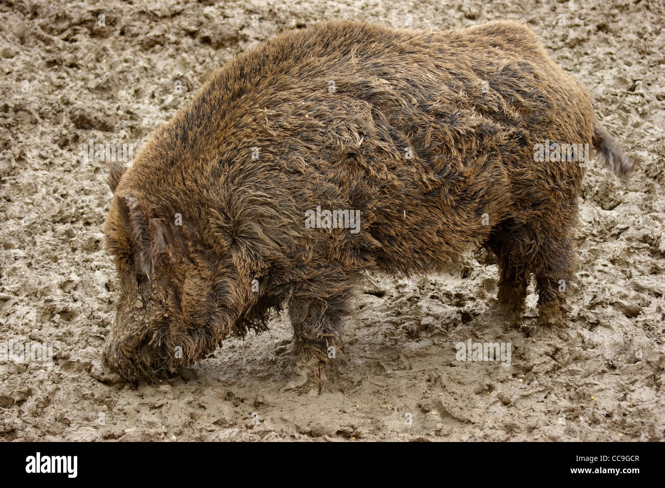 wild boar in muddy back Stock Photo - Alamy