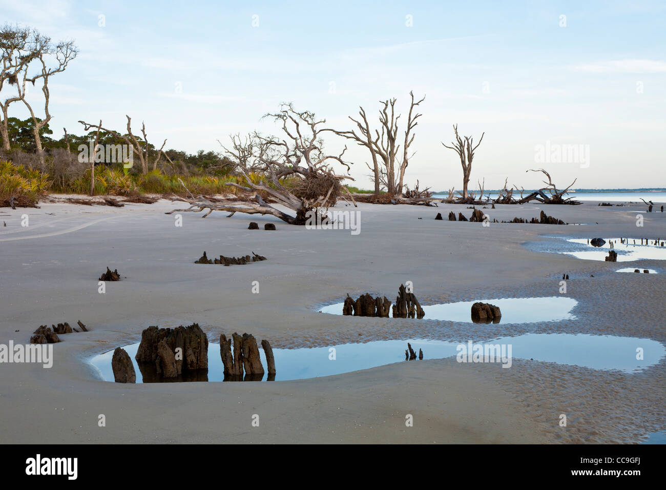 Tree stumps on beach hi-res stock photography and images - Alamy