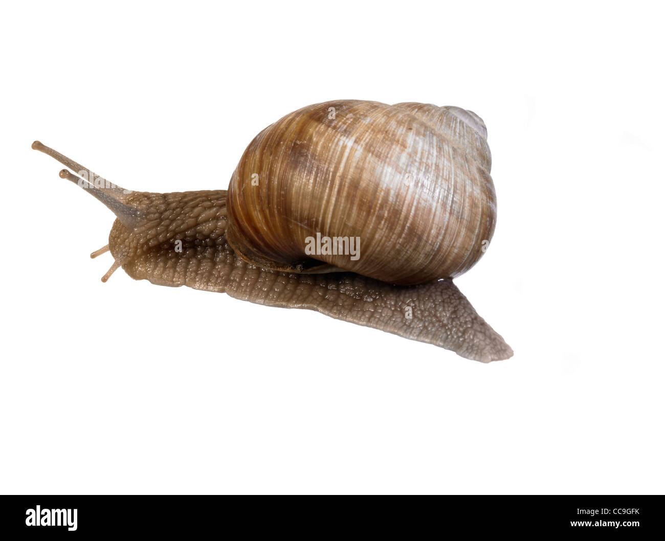 studio photography of a grapevine snail seen from behind in white back ...