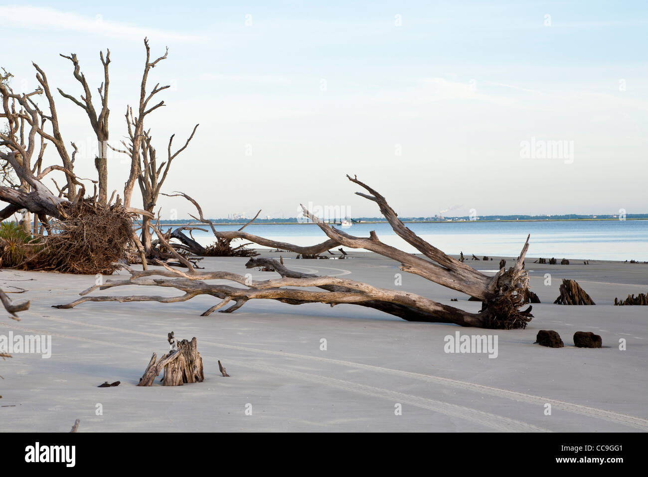 Fallen uprooted trees at Driftwood Beach on Jekyll Island, Georgia ...