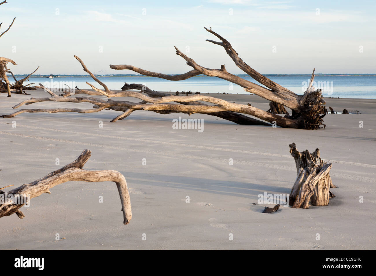 Fallen uprooted trees at Driftwood Beach on Jekyll Island, Georgia ...