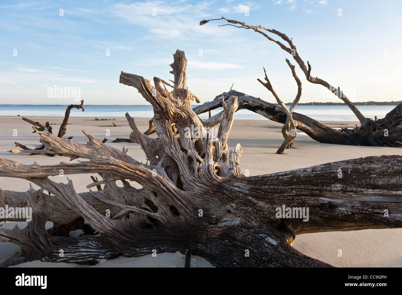 Dead tree roots on beach hi-res stock photography and images - Alamy