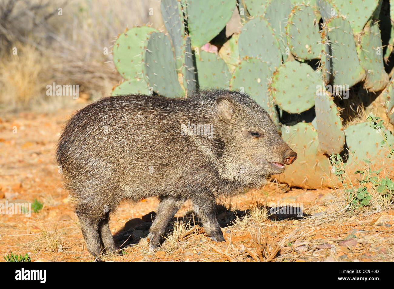 Tayassuidae hi-res stock photography and images - Alamy
