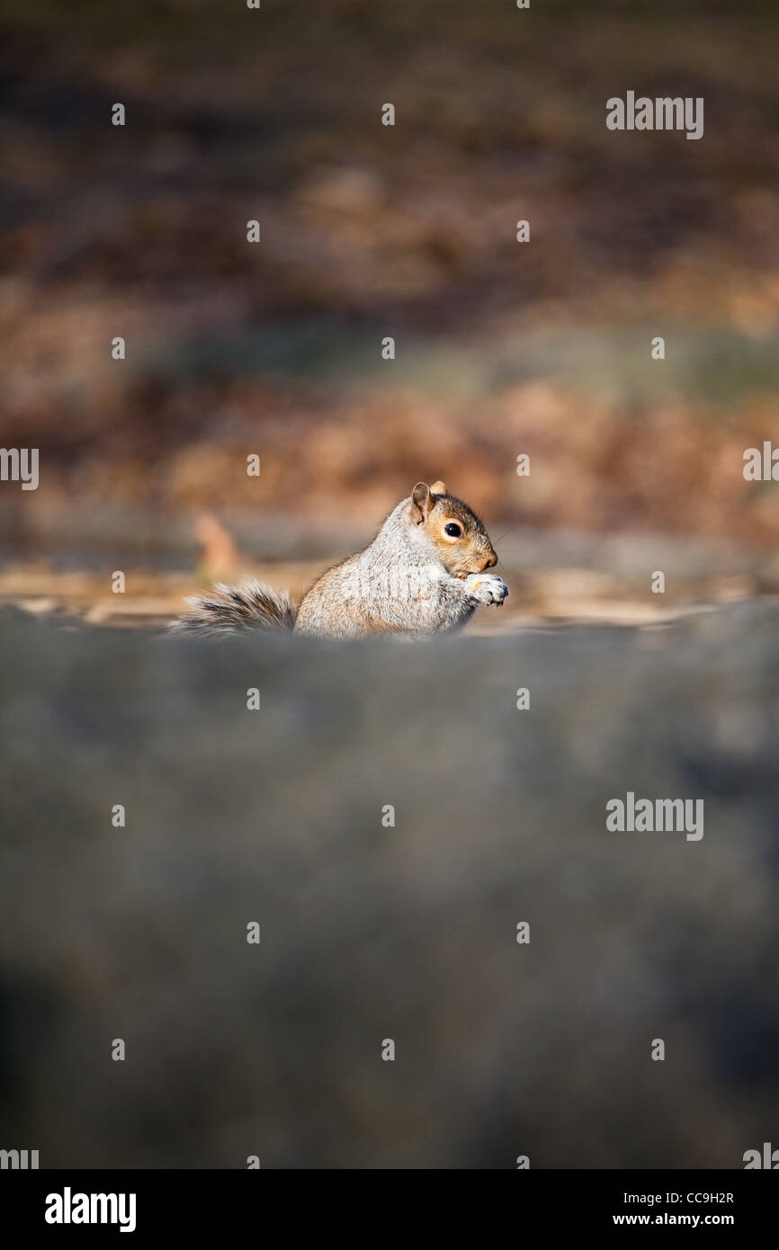 Cute squirrel having lunch Stock Photo - Alamy