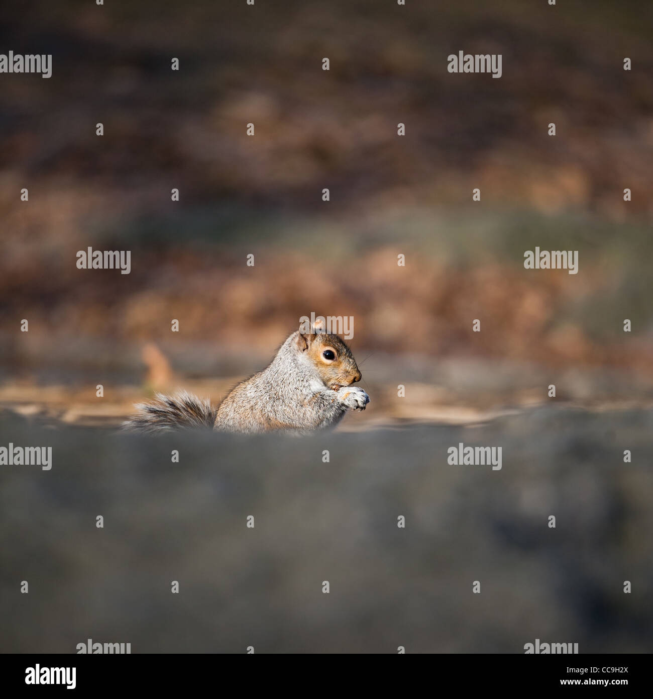 Cute squirrel having lunch Stock Photo - Alamy