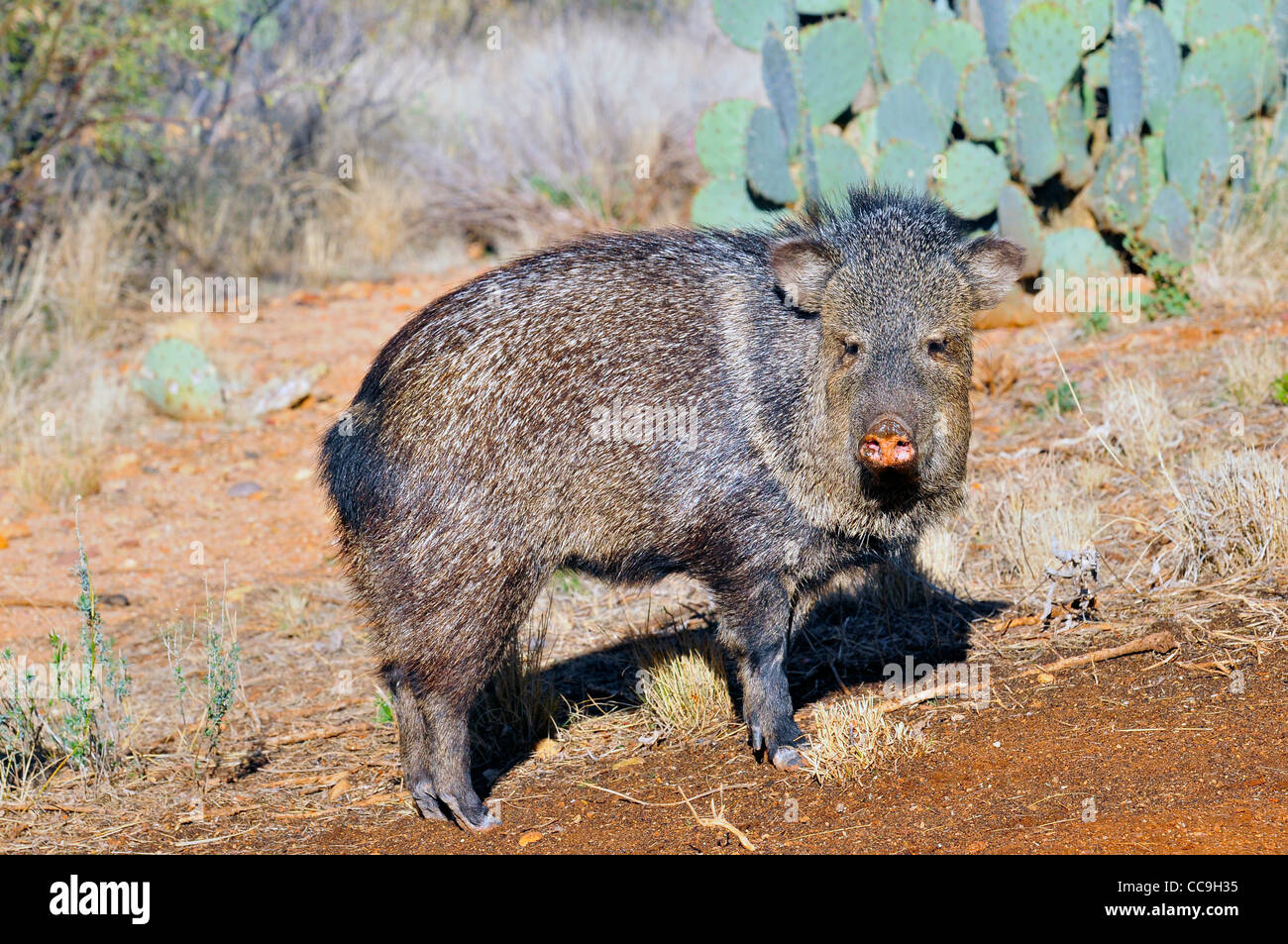 Collared Peccary Tayassu tajacu Tucson, Arizona, United States 14 ...