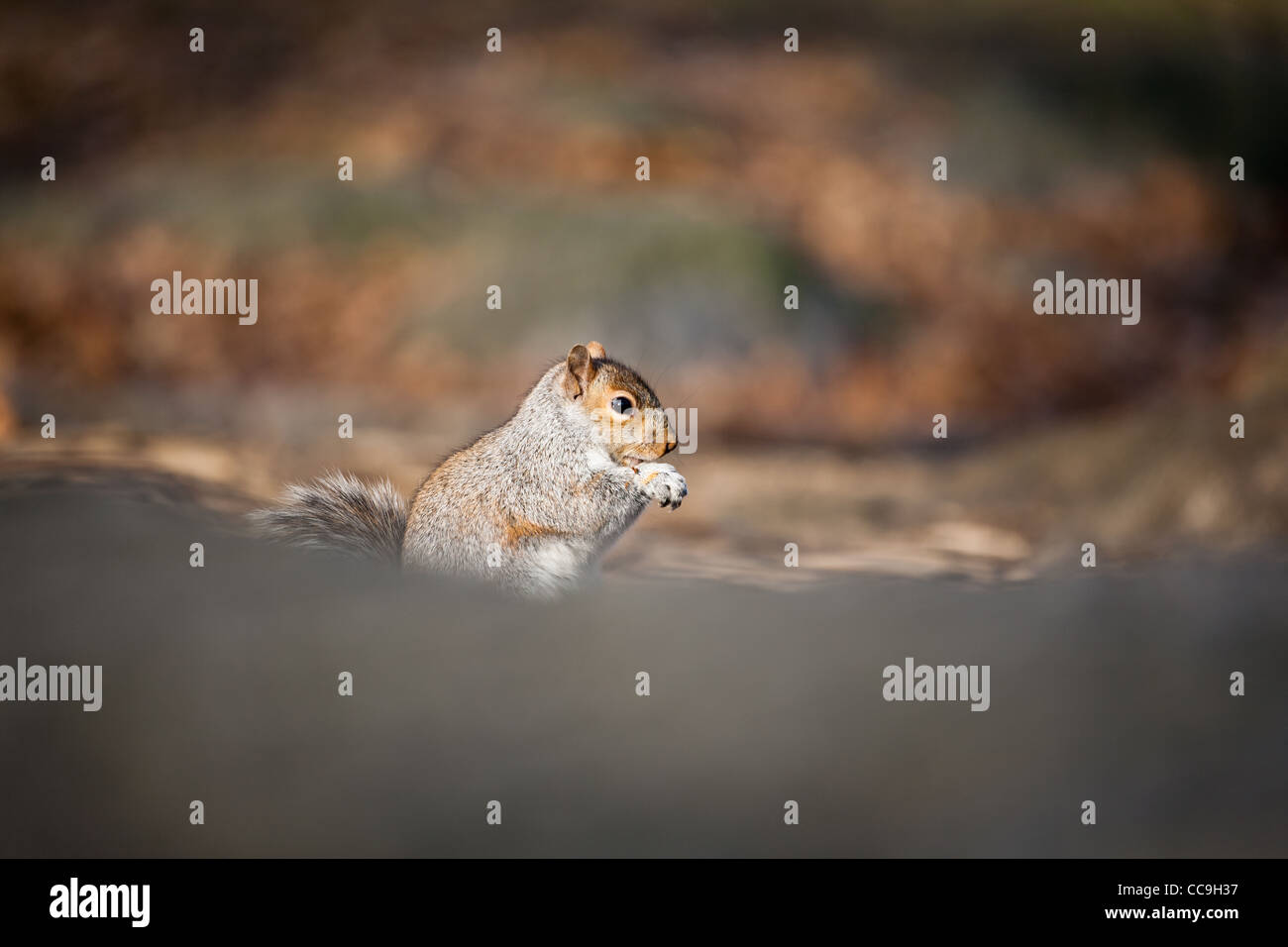 Cute squirrel having lunch Stock Photo - Alamy