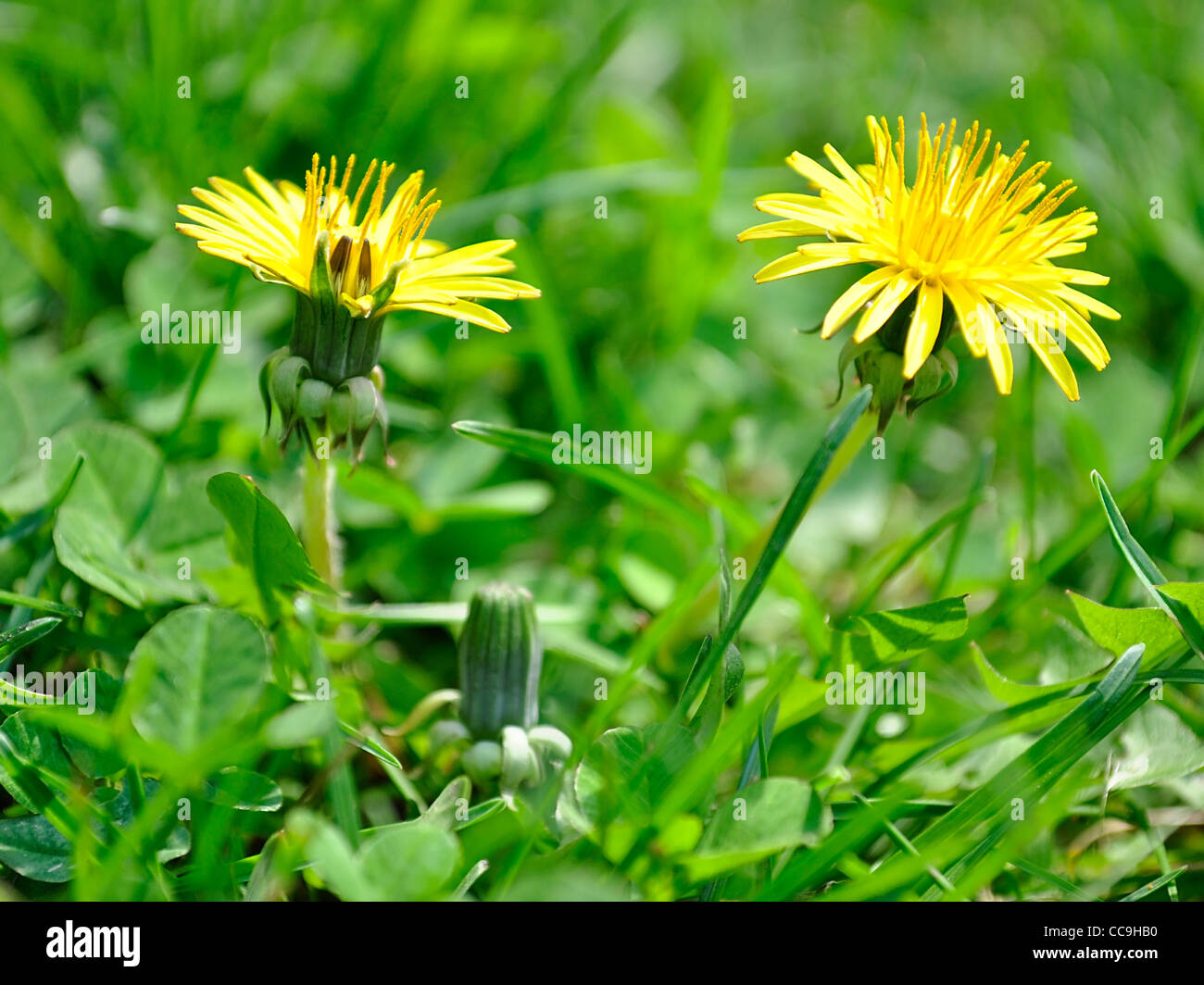 Farming dandelions hi-res stock photography and images - Alamy