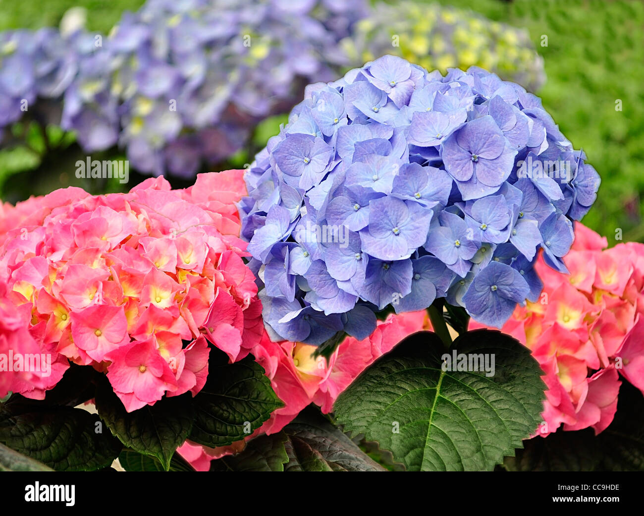 Hortensia azores hi-res stock photography and images - Alamy