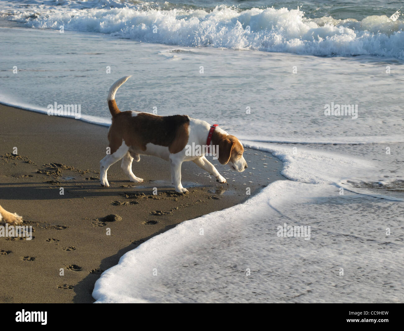 one beagle dog on empty beach in sun Stock Photo - Alamy