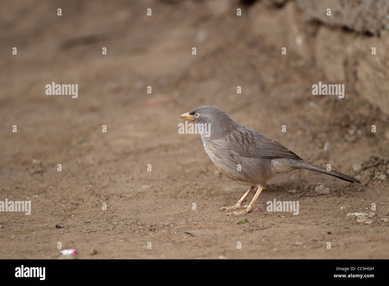 Jungle Babbler (Turdoides striata Stock Photo - Alamy