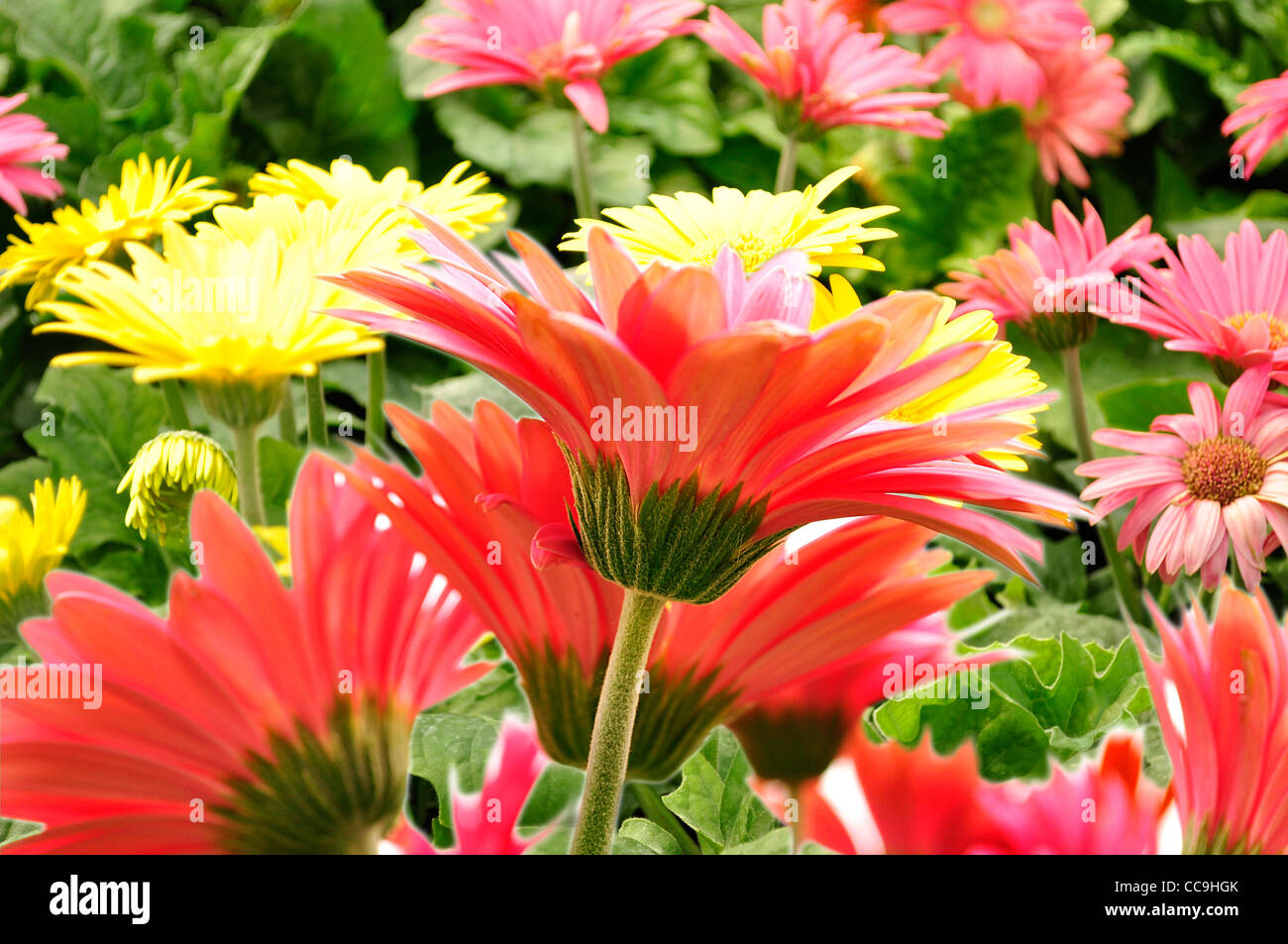 colorful gerbera daisy flowers , close up Stock Photo - Alamy