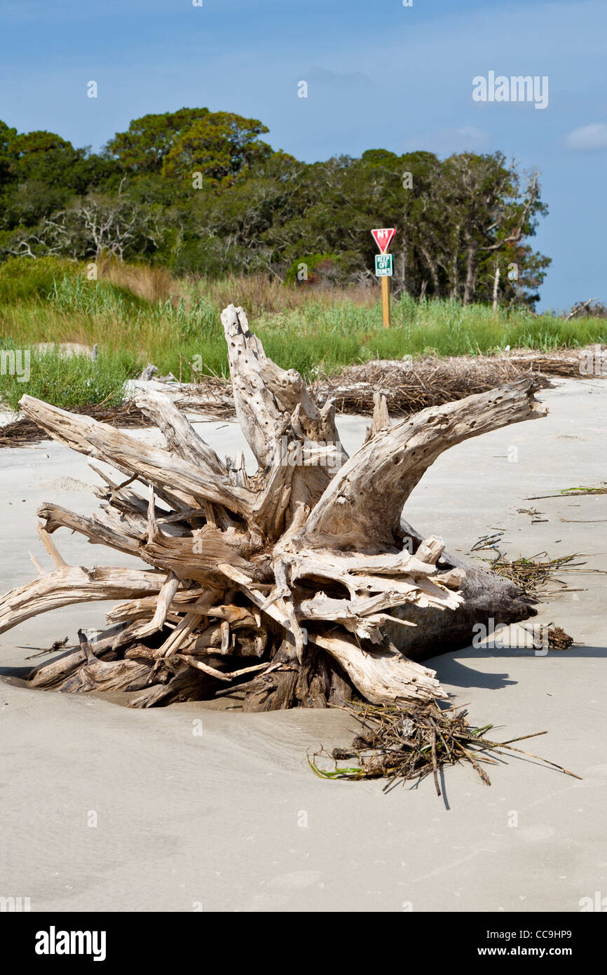 Fallen uprooted trees at Driftwood Beach on Jekyll Island, Georgia ...