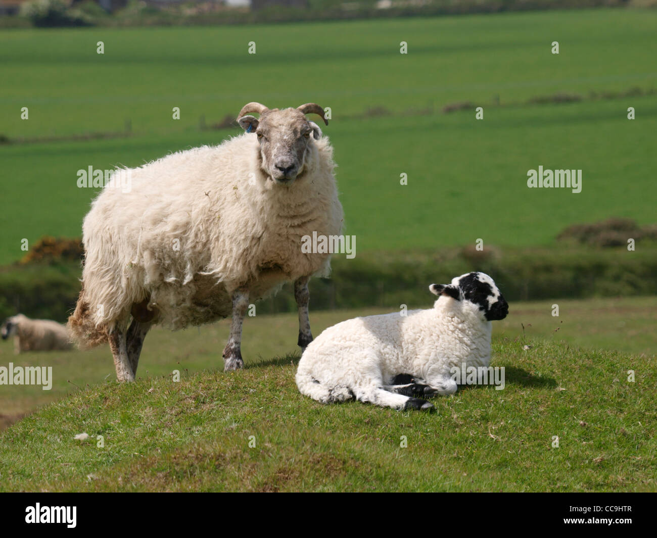 Lamb and sheep, UK Stock Photo - Alamy